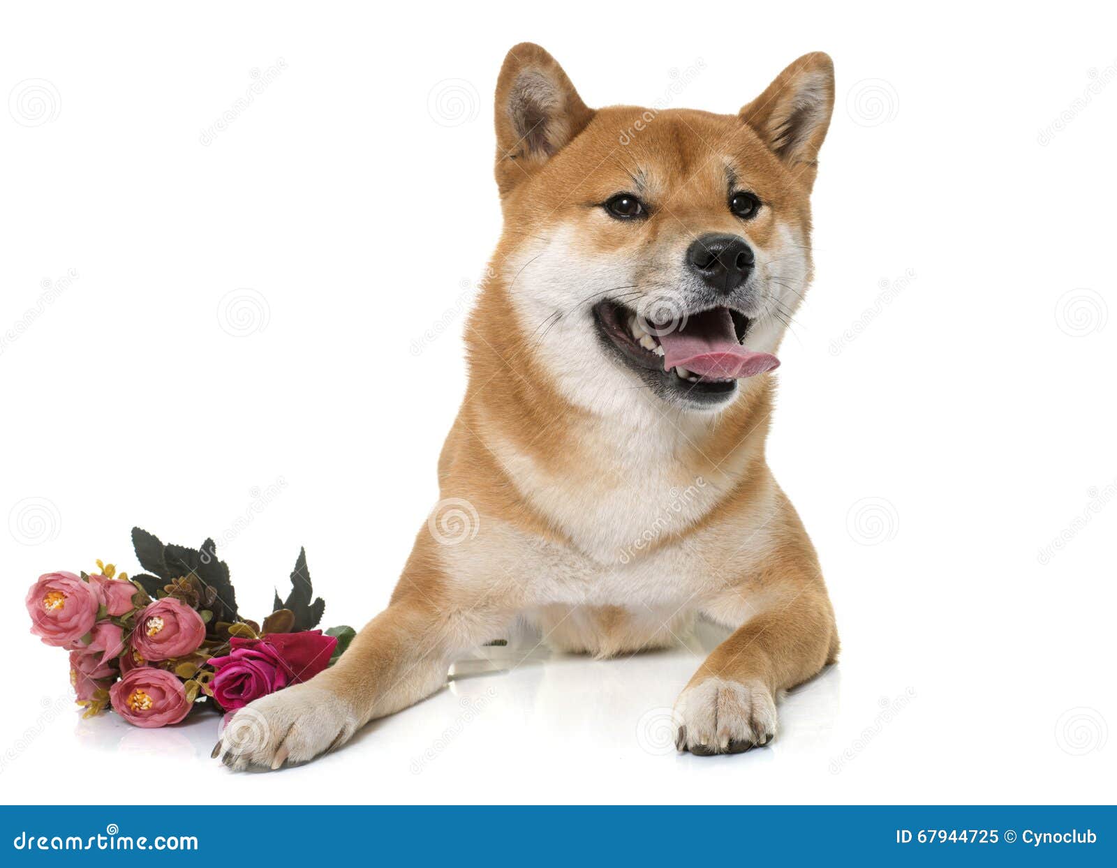 Young Shiba Inu Royalty-Free Stock Photo | CartoonDealer.com #67944783