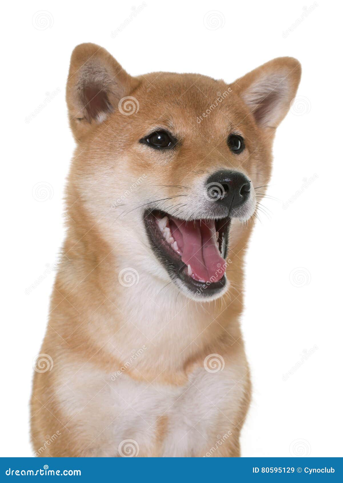 Young shiba inu stock image. Image of purebred, young - 80595129