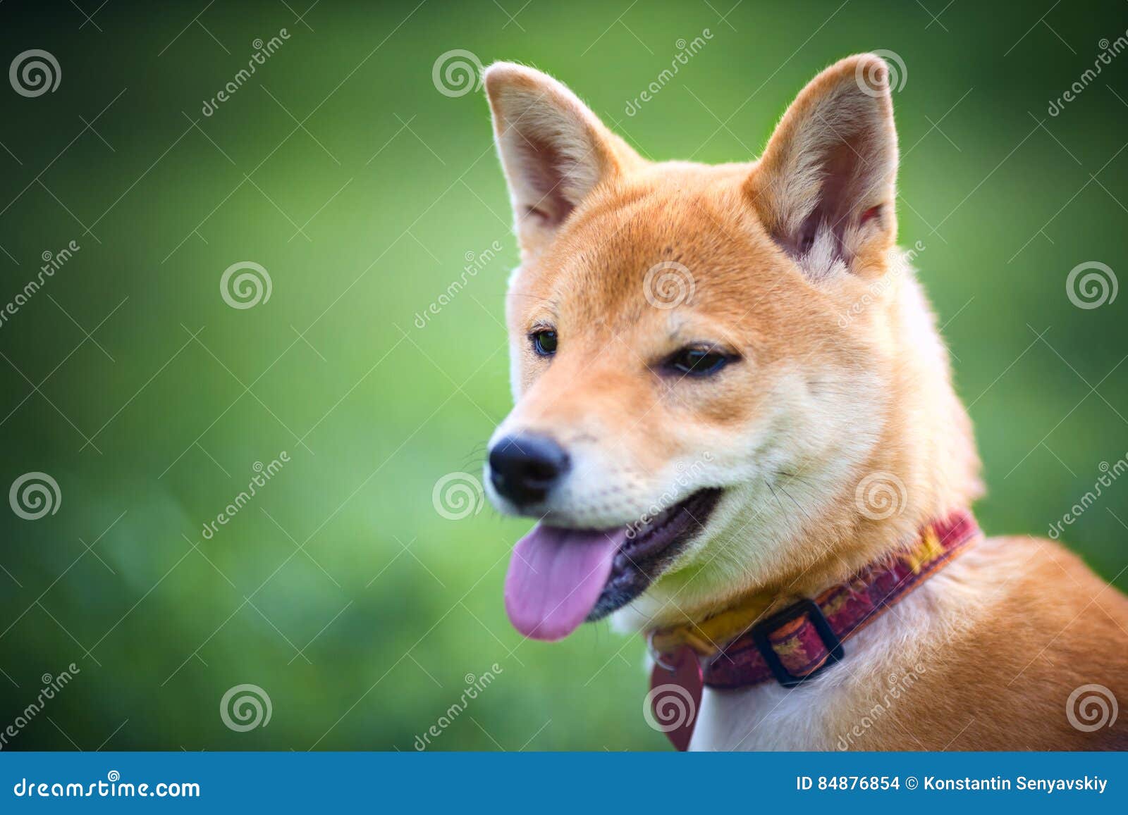 Young Shiba Inu stock photo. Image of domestic, full - 84876854
