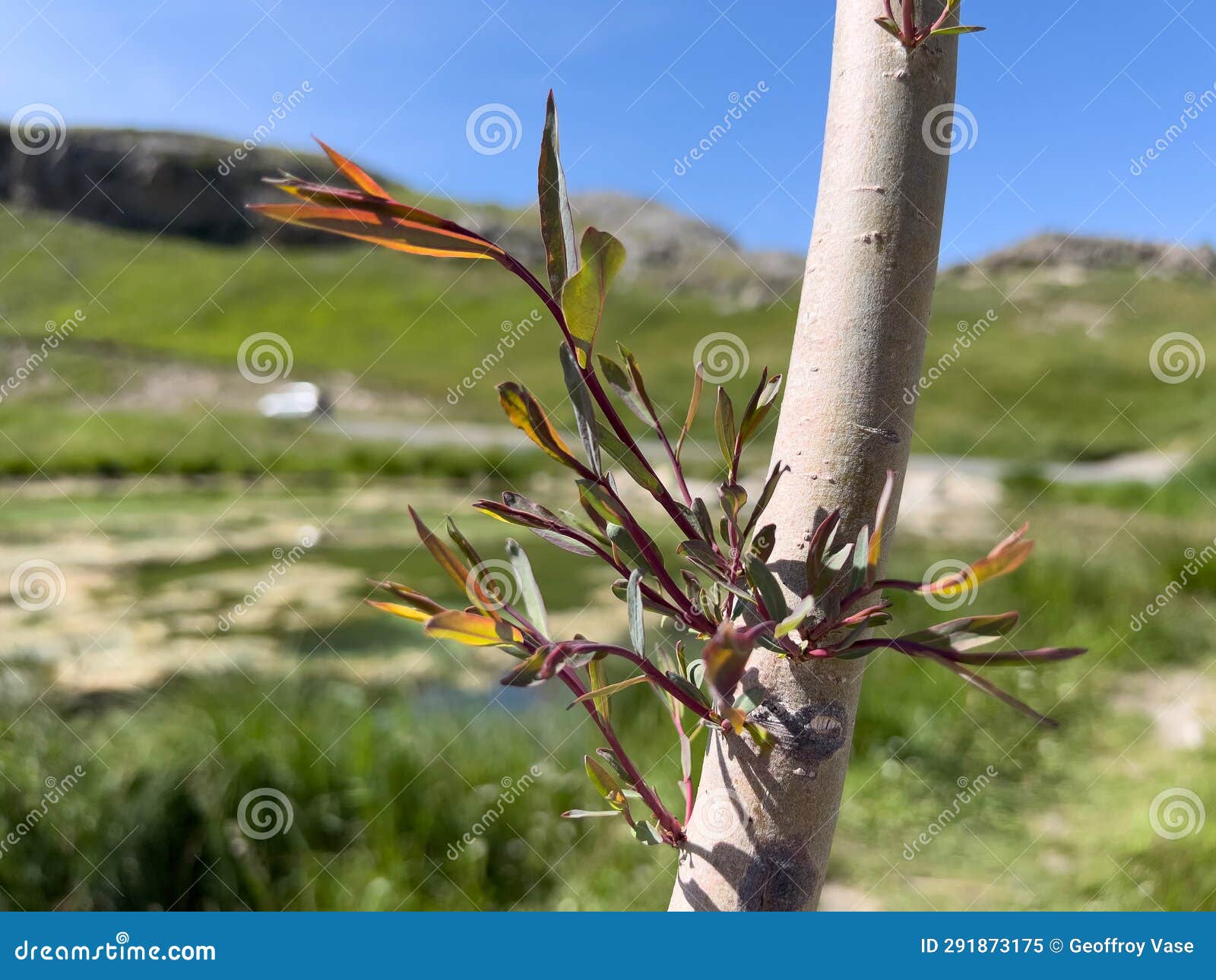 Young shoot on a branch stock image. Image of season - 291873175