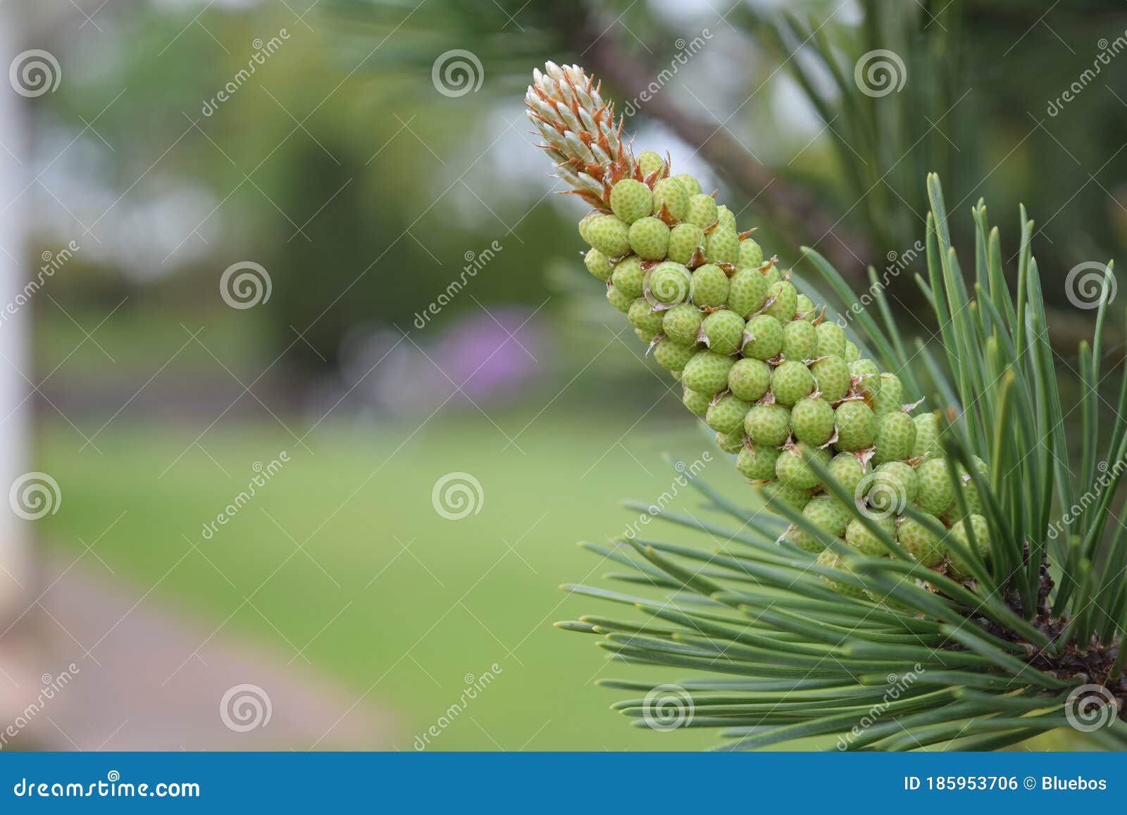 Young Shoot of Conifer in Spring Stock Photo - Image of growth, spruce ...