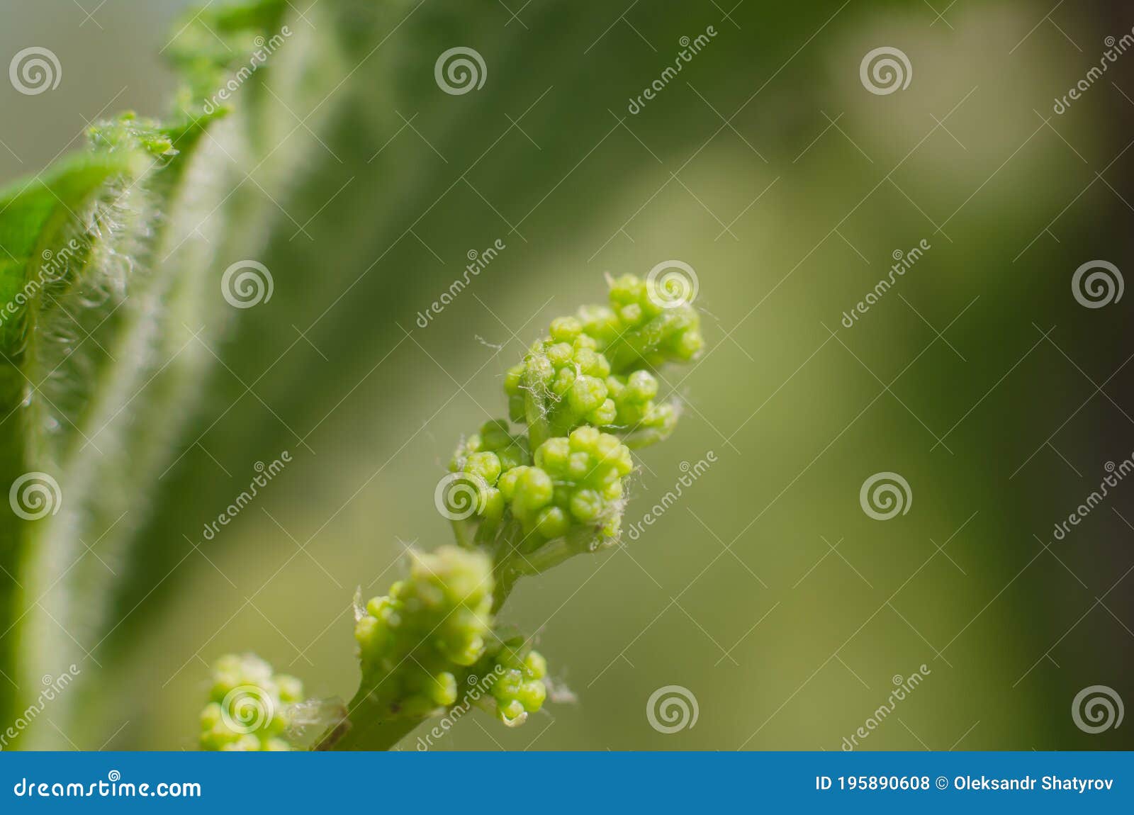 Young Shoot of Grapes Close Up Stock Photo - Image of closeup, nature ...