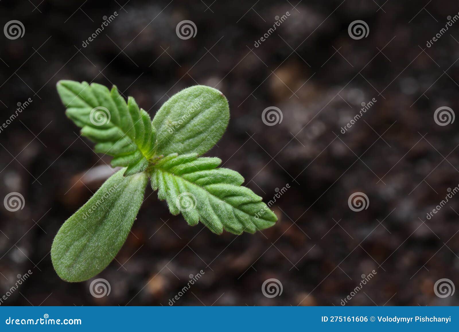 A Young Shoot of a Marijuana Plant with the First Leaves on the ...