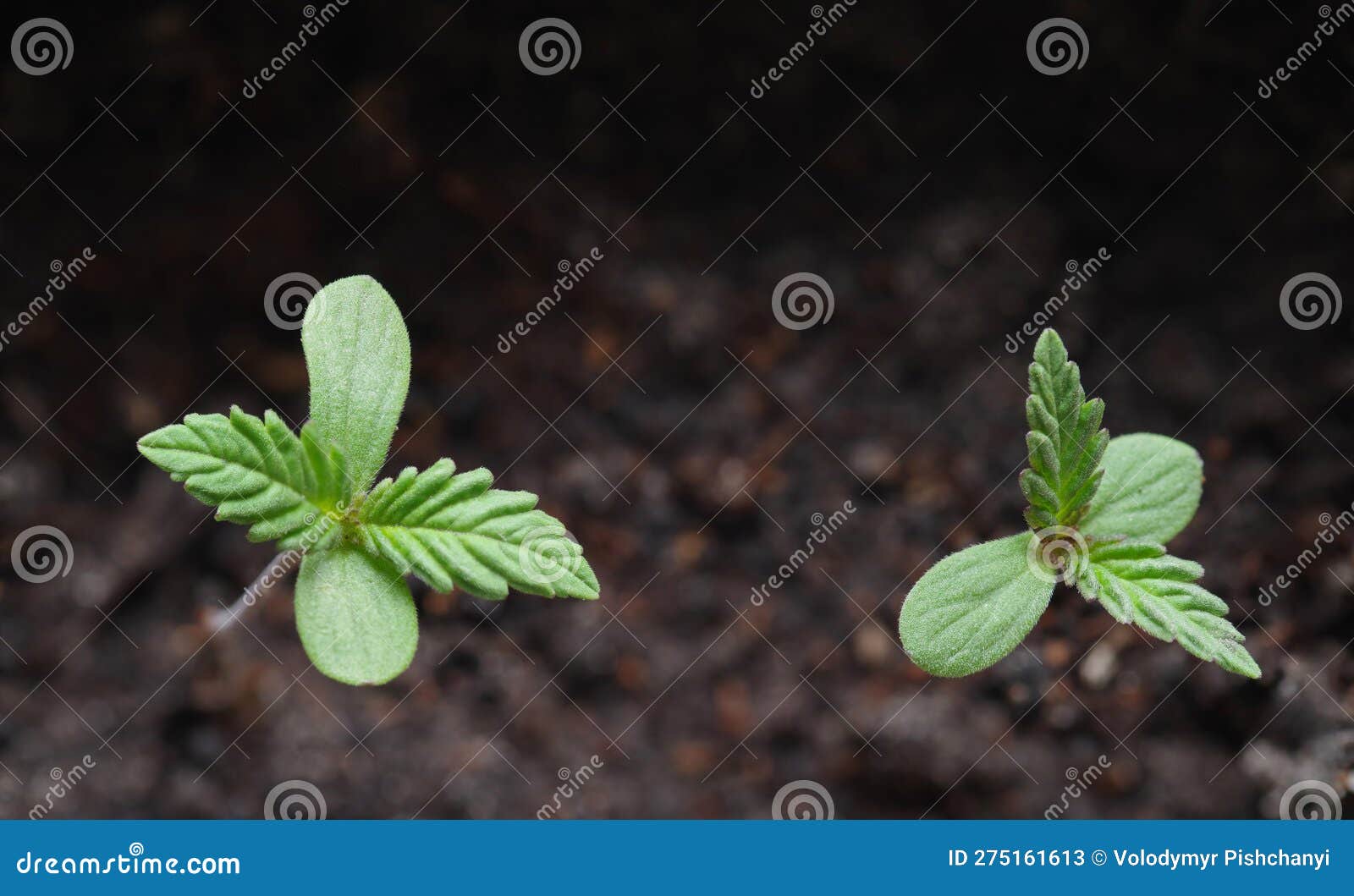A Young Shoot of a Marijuana Plant with the First Leaves on the ...