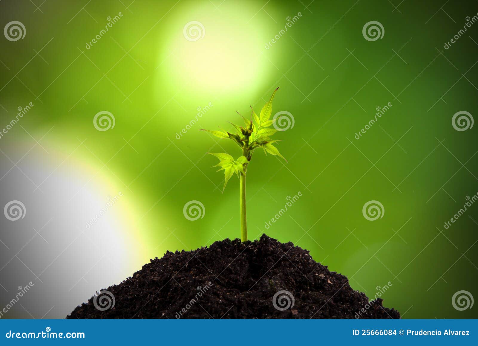 Young shoot of the plant stock photo. Image of kyoto - 25666084