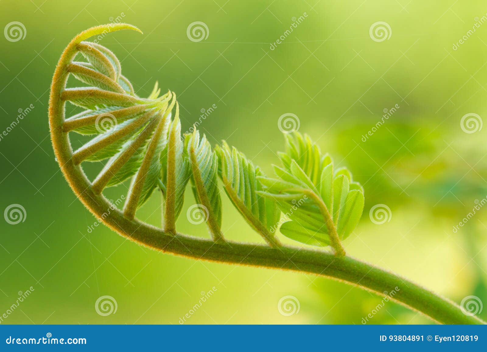 Young shoot of plant stock image. Image of close, leaf - 93804891