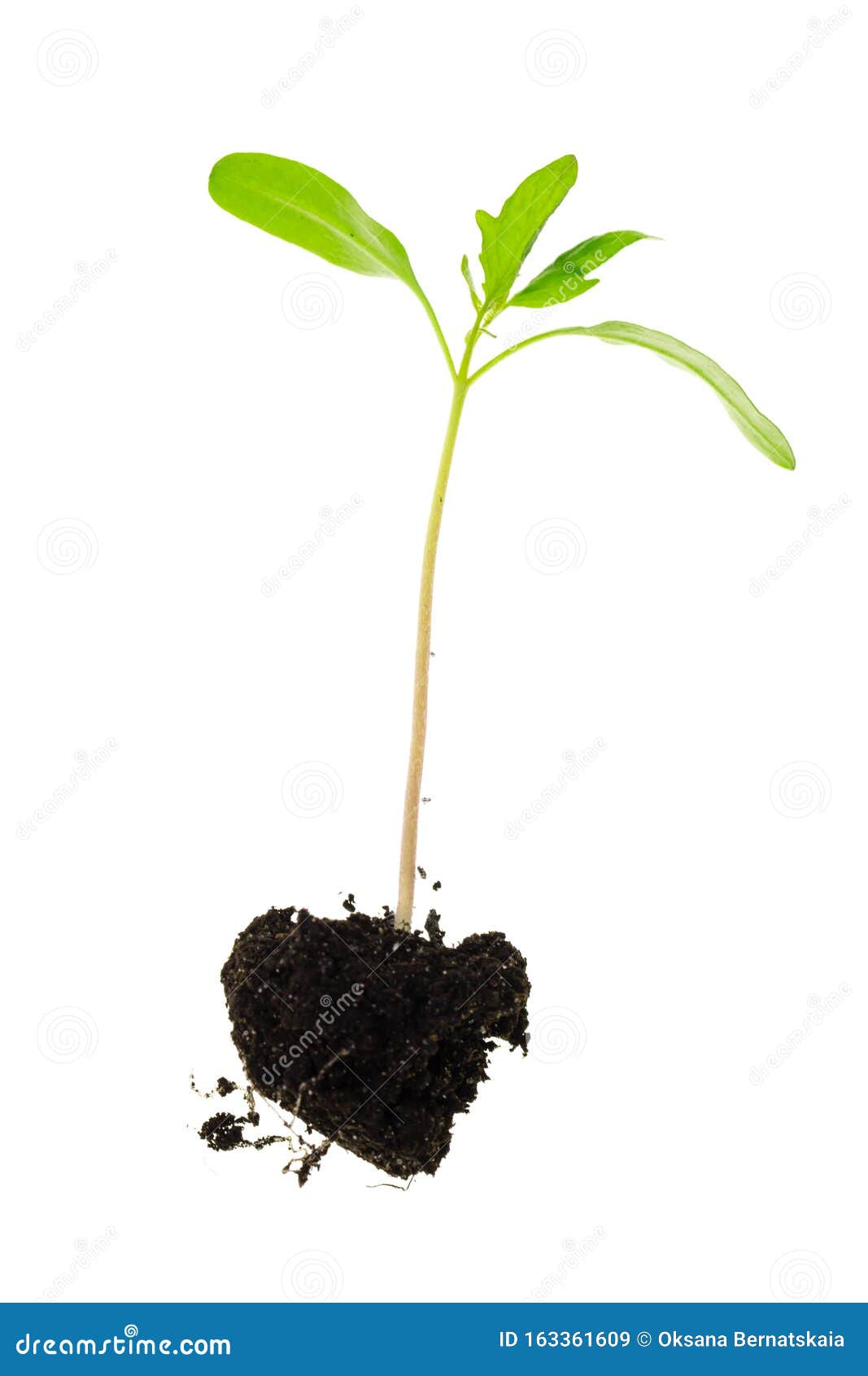 Young Shoot of a Plant on a White Background Stock Image - Image of ...