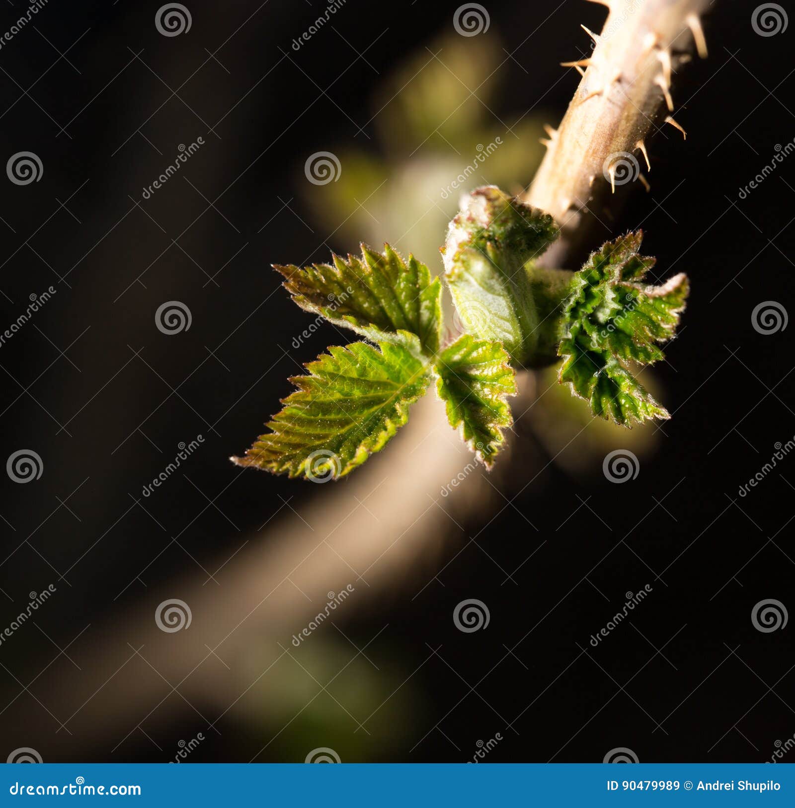 Young shoot on raspberries stock image. Image of season - 90479989