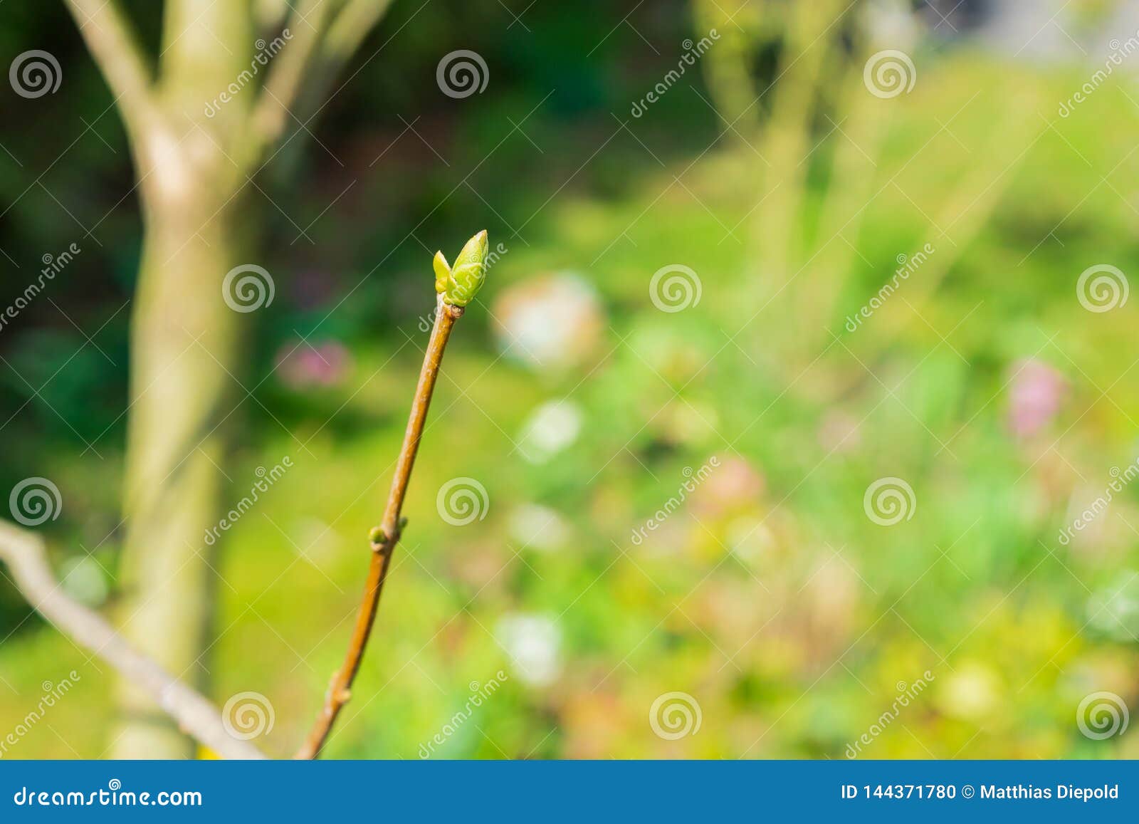 Young shoot on a tree stock photo. Image of growing - 144371780