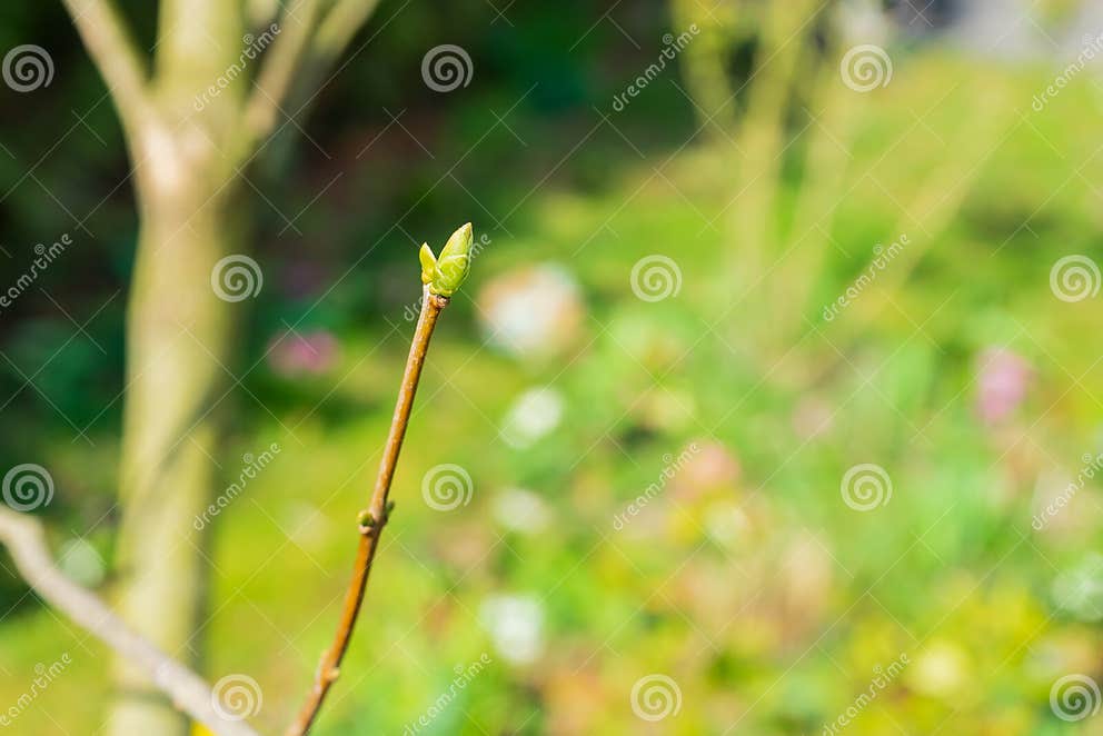 Young shoot on a tree stock photo. Image of growing - 144371780