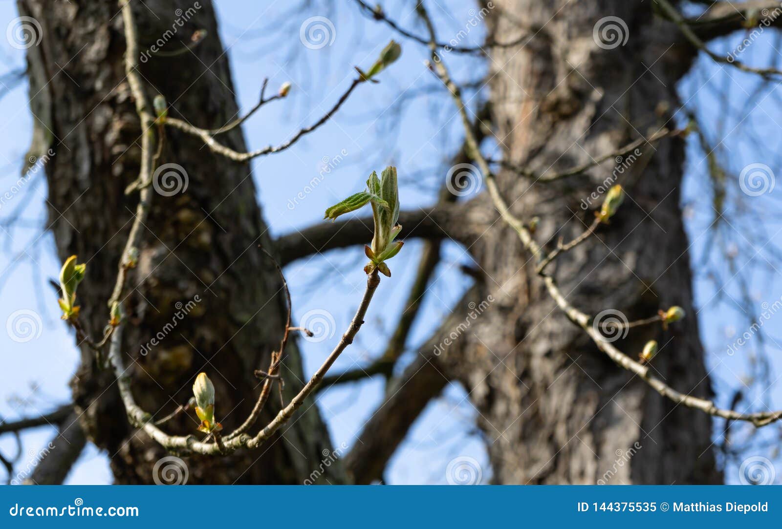 Young shoot on a tree stock image. Image of closeup - 144375535