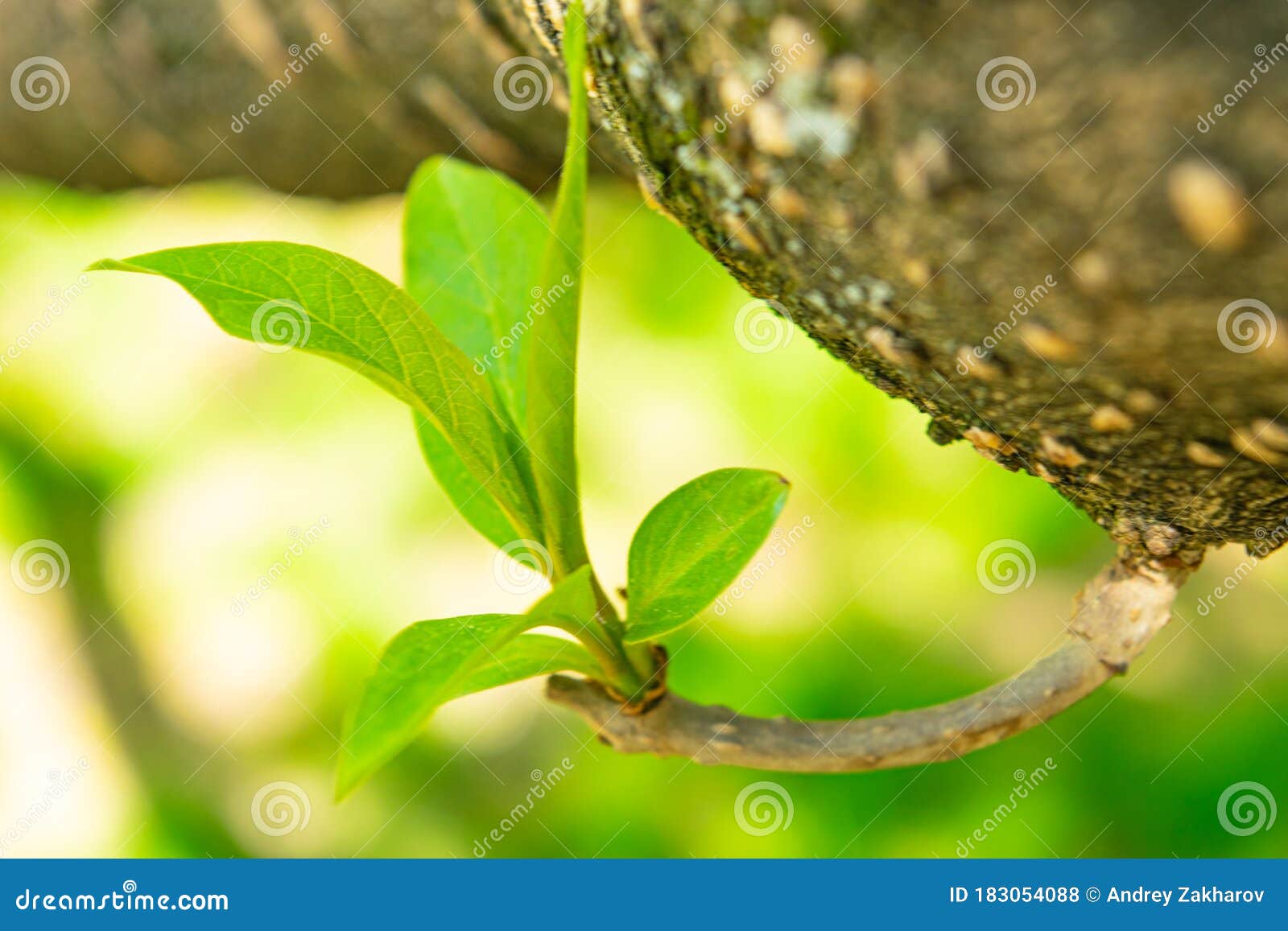 A Young Shoot on a Tree Branch. Close Up Stock Photo - Image of freedom ...