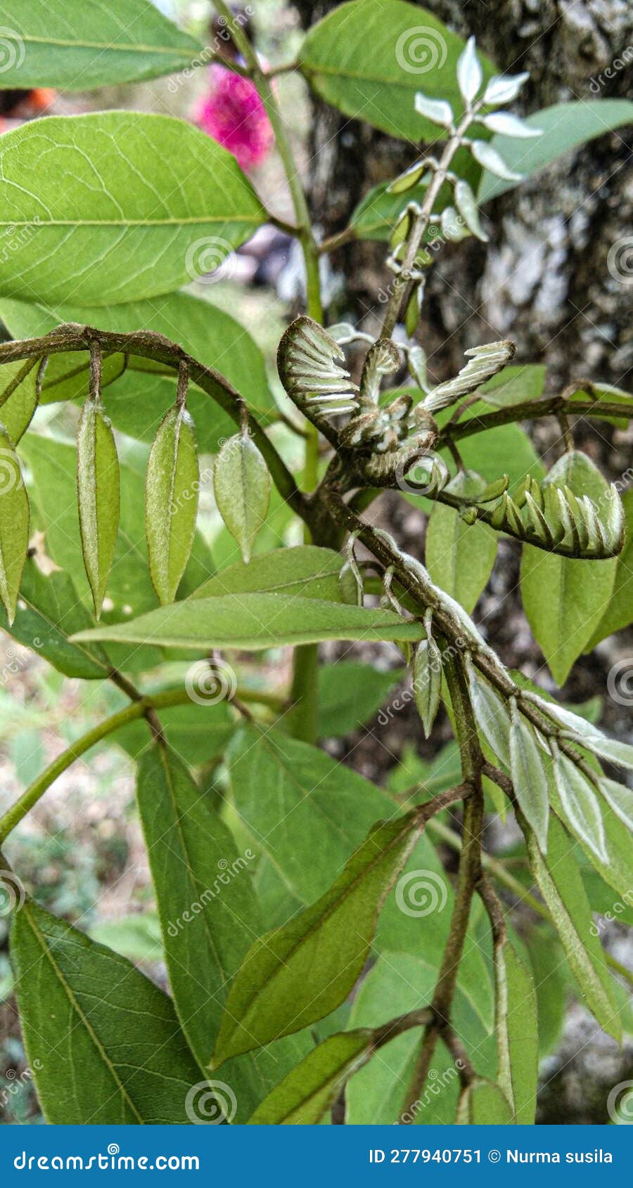 Young Shoot of a Tree with Green Colour Stock Image - Image of wildlife ...