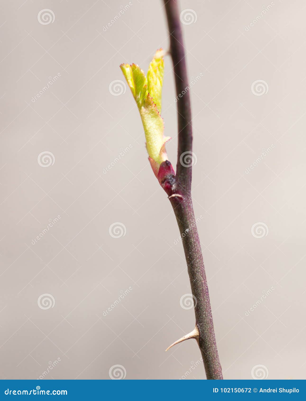 Young shoot on the tree stock photo. Image of garden - 102150672