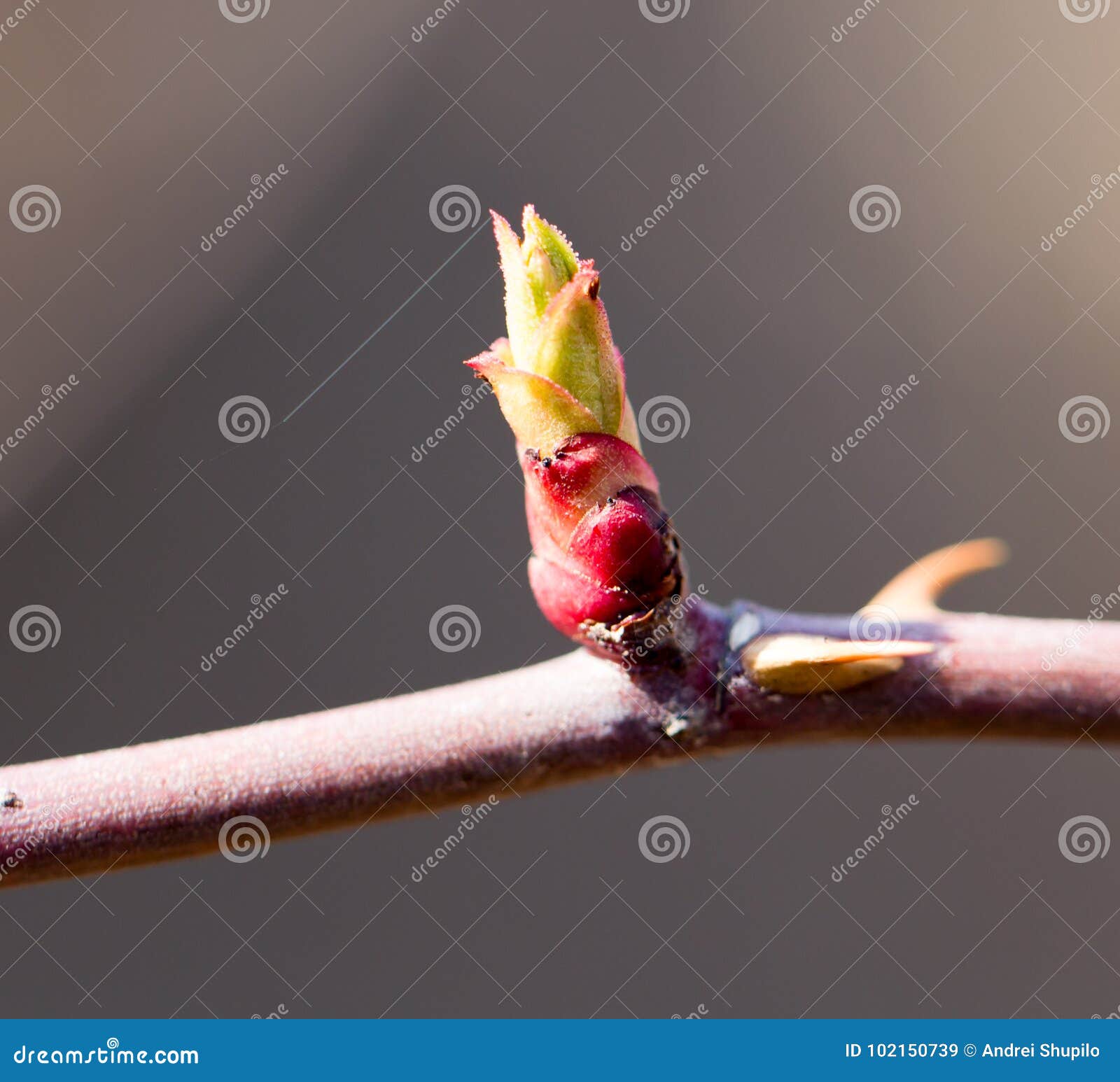 Young shoot on the tree stock image. Image of garden - 102150739