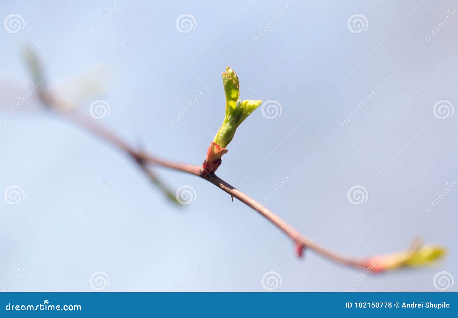 Young shoot on the tree stock photo. Image of branch - 102150778