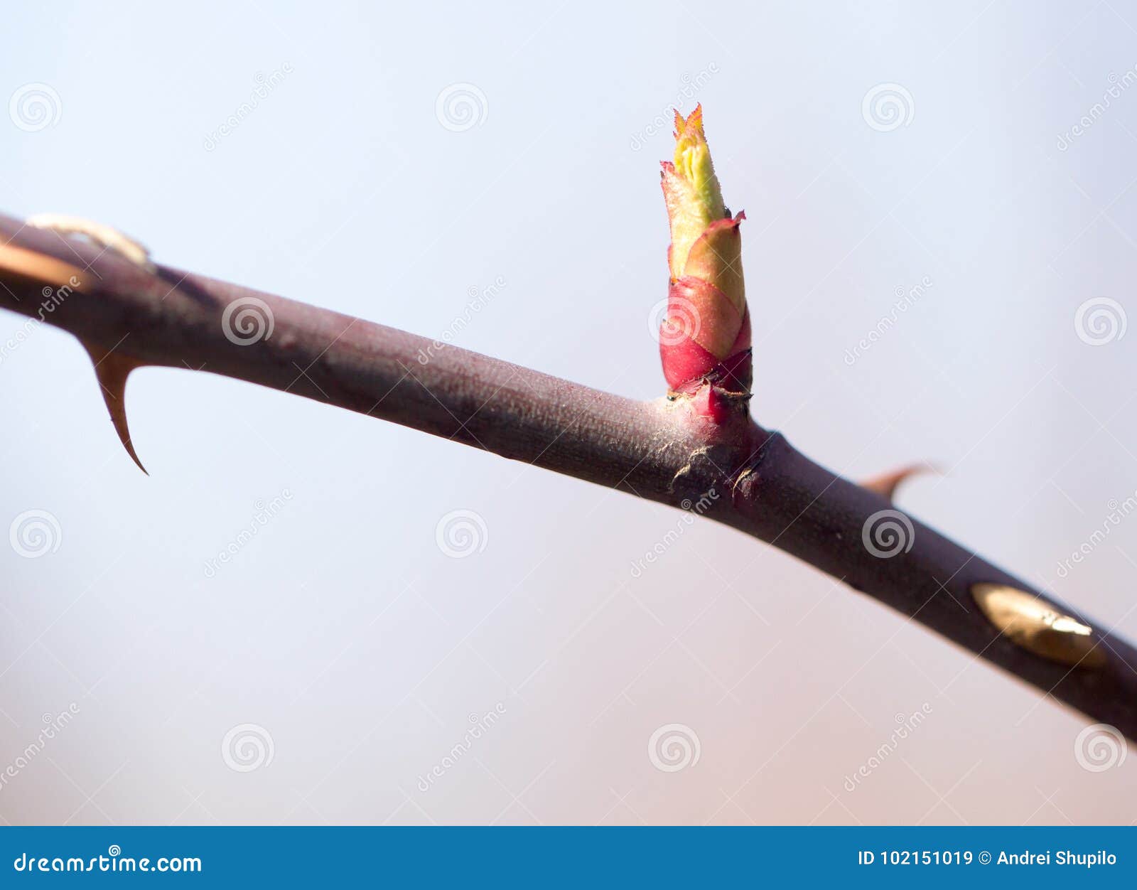 Young shoot on the tree stock image. Image of freshness - 102151019