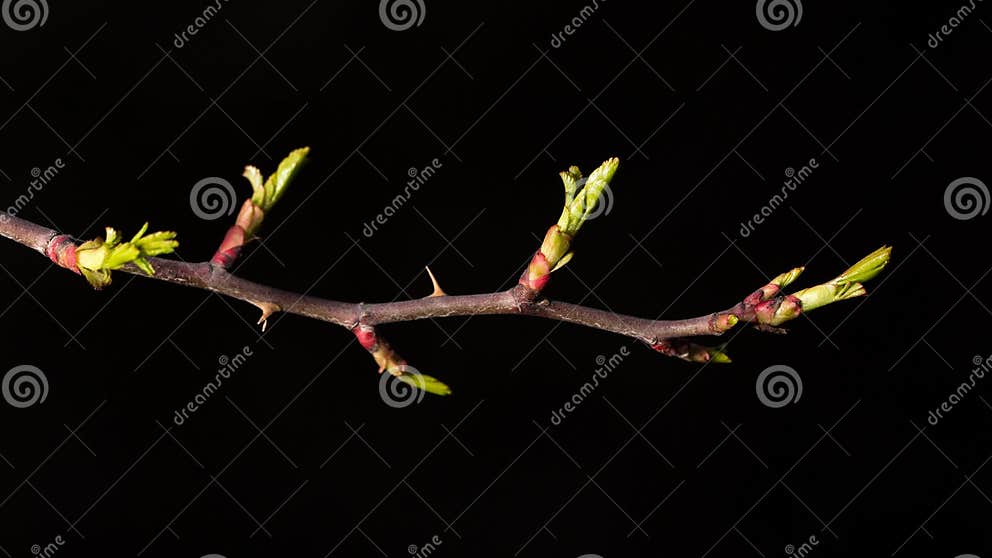 Young shoot on the tree stock photo. Image of botanical - 102151040