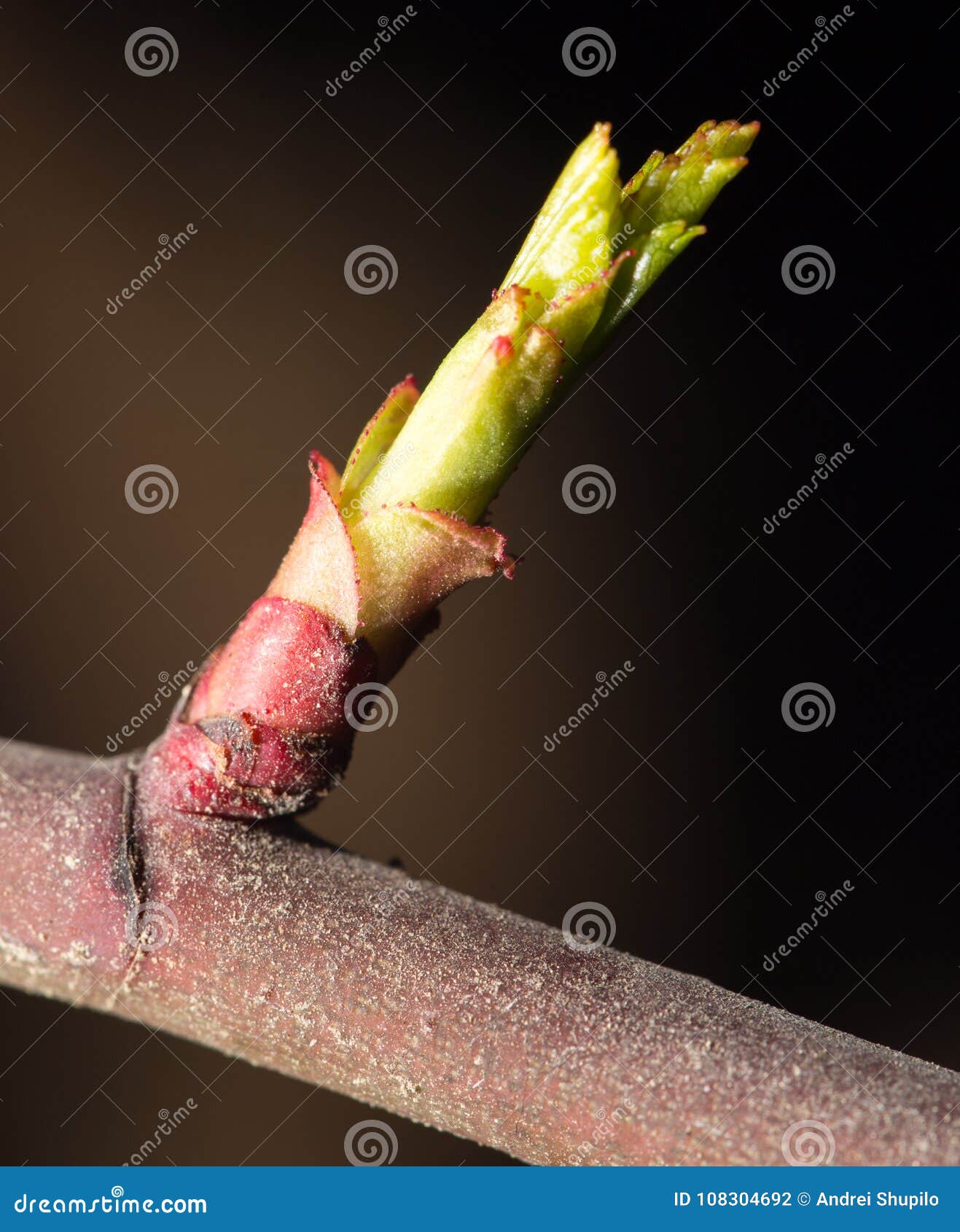 Young shoot on the tree stock photo. Image of foliage - 108304692