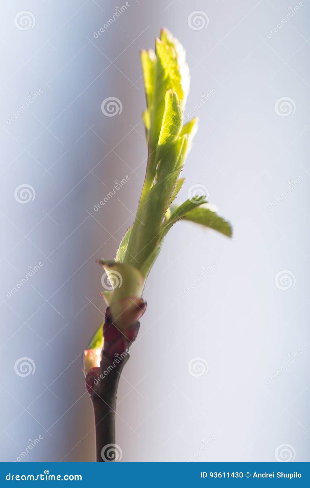 Young shoot on the tree stock photo. Image of garden - 93611430
