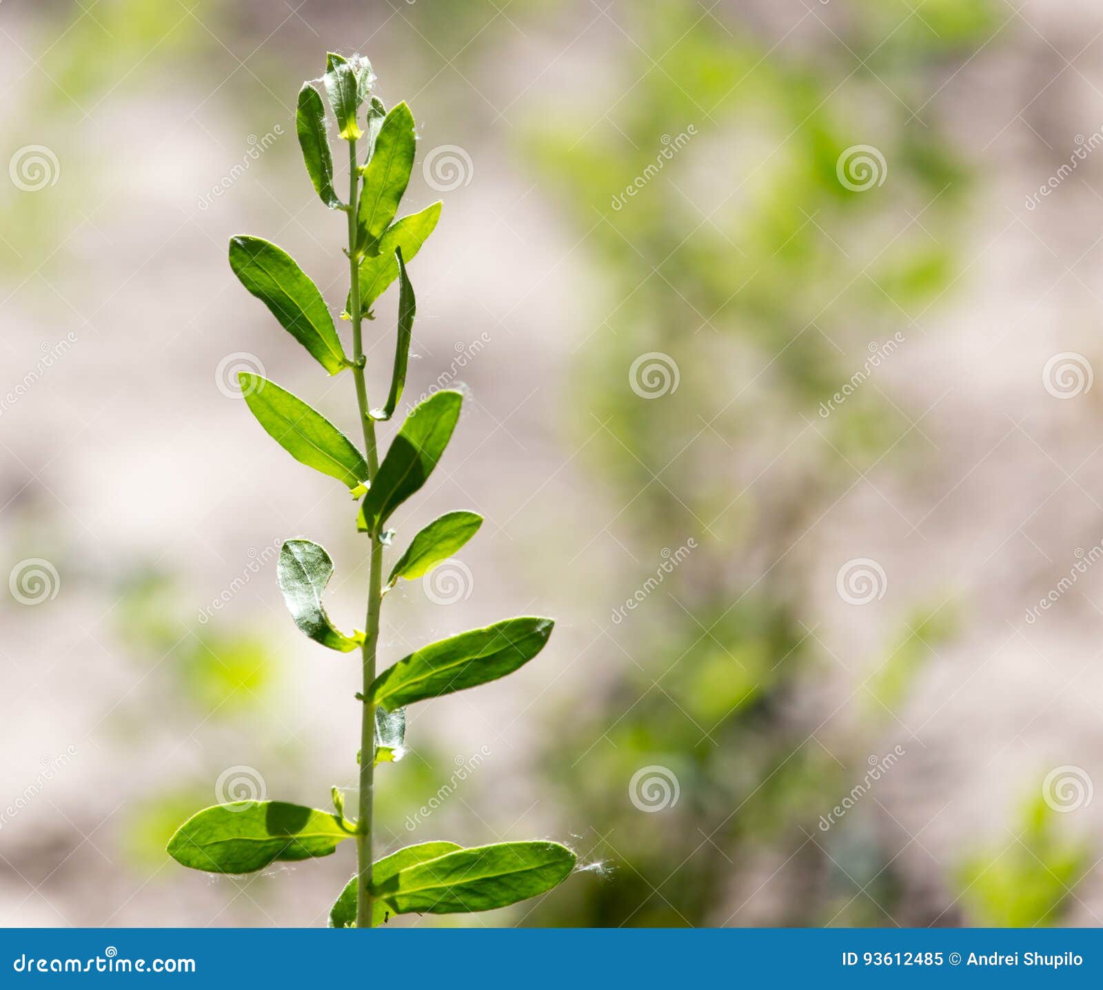 Young shoot on the tree stock image. Image of seasonal - 93612485