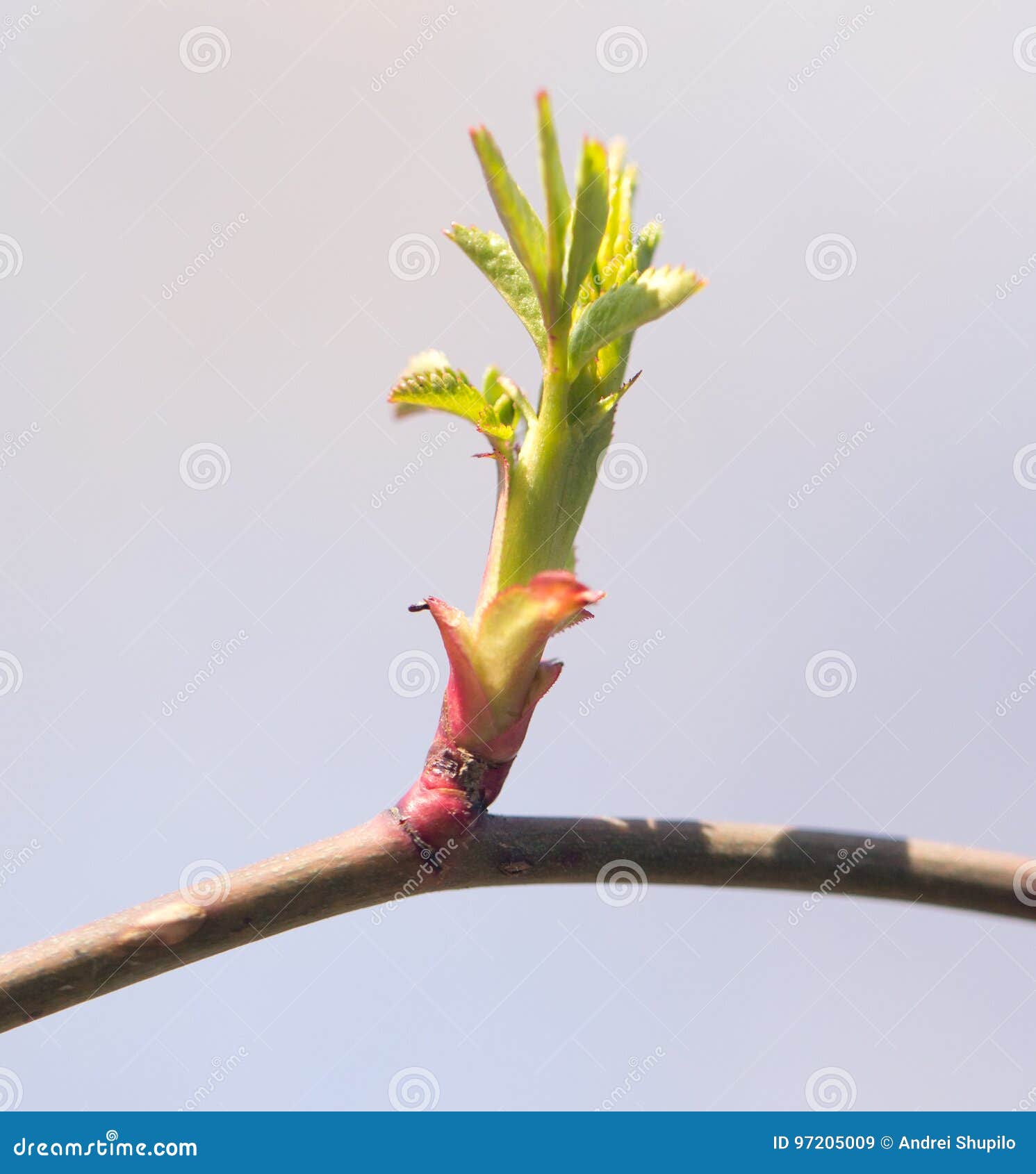 Young shoot on the tree stock image. Image of botanical - 97205009