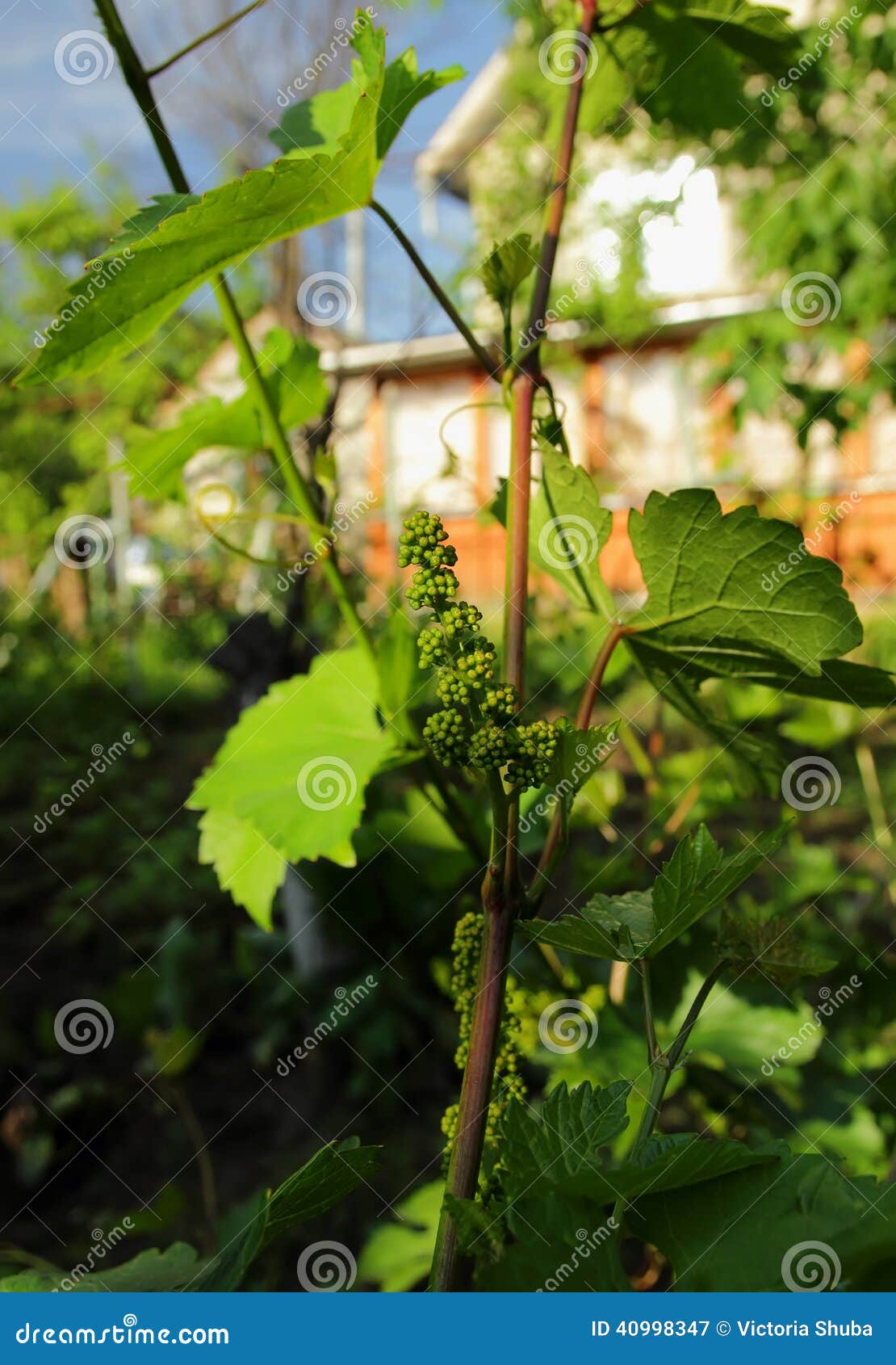 Young shoot of the vine stock image. Image of color, vineyard - 40998347