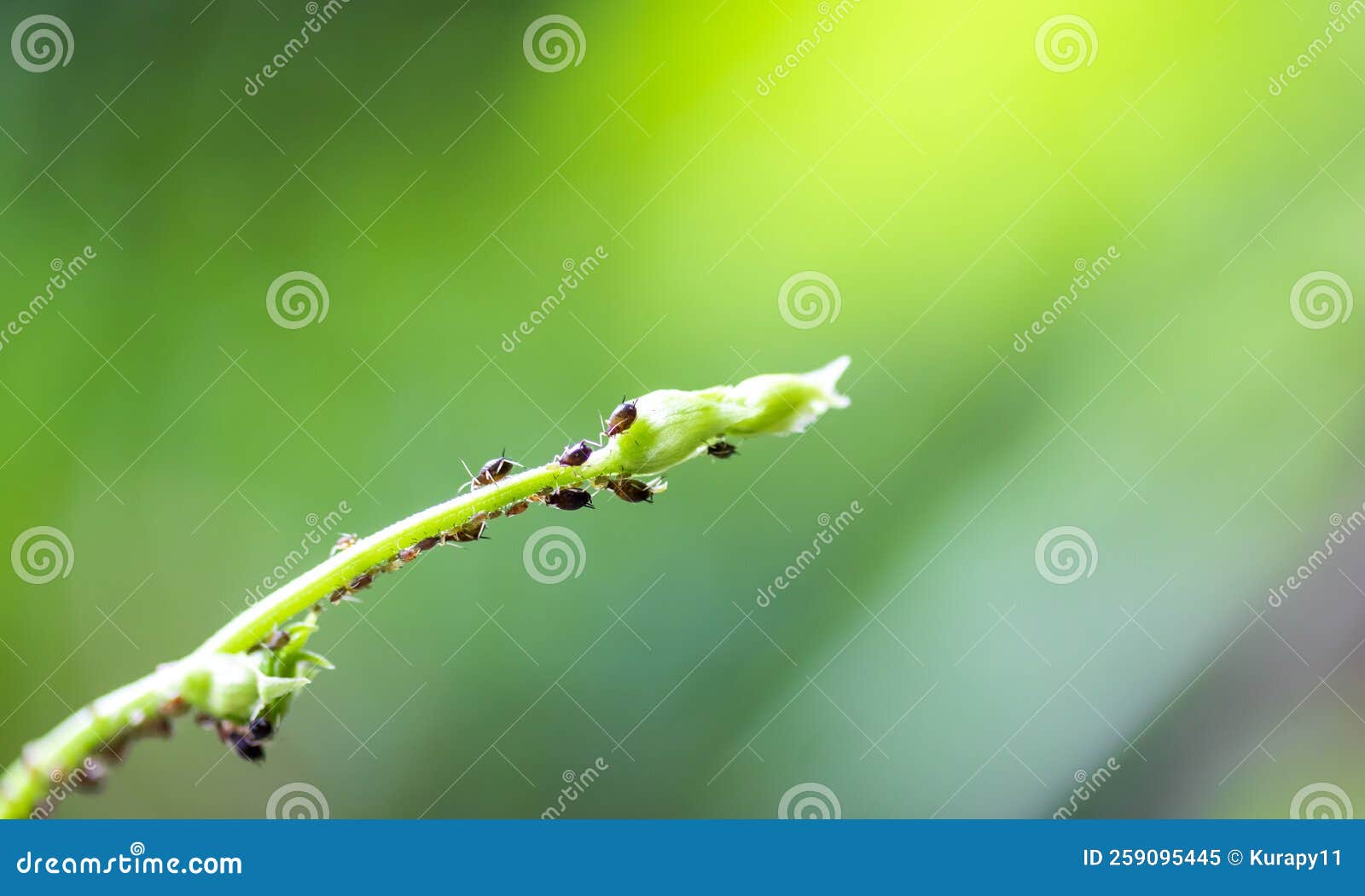 Young Shoots of Bean Plant are Destroyed by Aphids Stock Image - Image ...