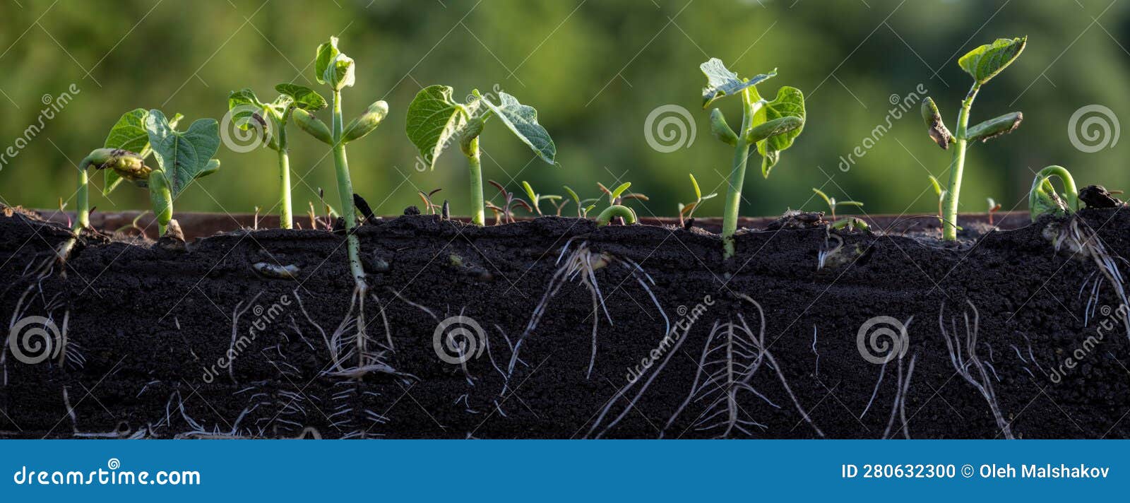 Young Shoots of Beans with Roots in the Soil. Stock Photo - Image of ...