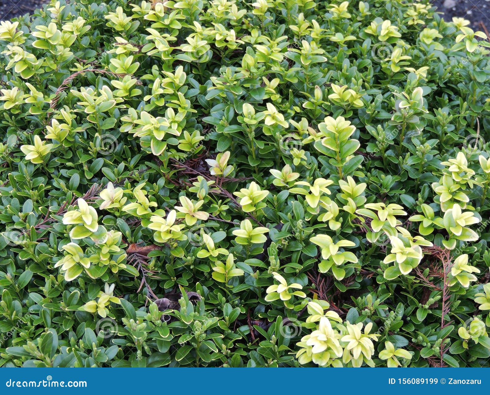 Boxwood Buxus Sempervirens Or European Box With In Landscaped Garden ...