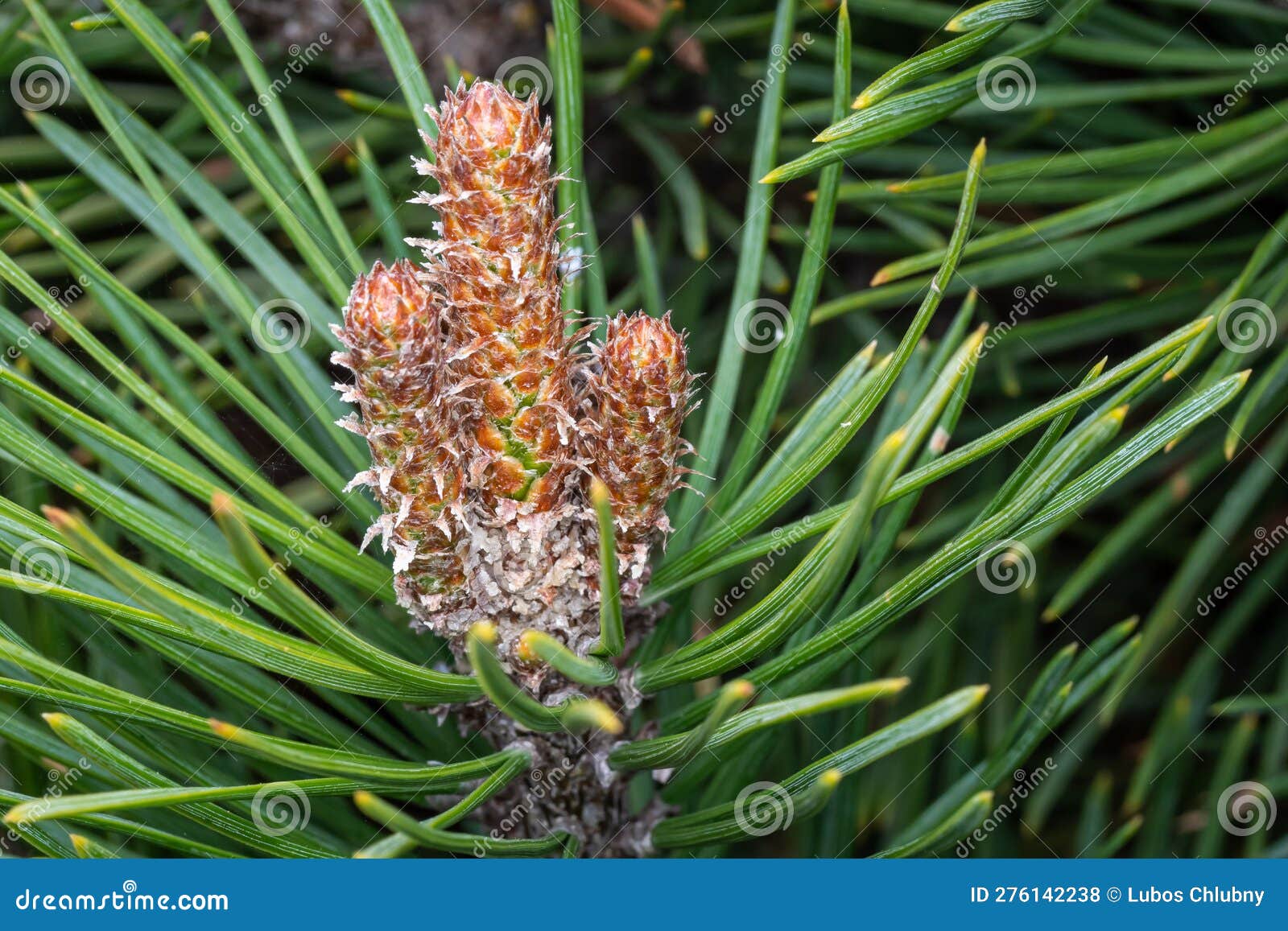 Young Shoots on Branches Pine Stock Photo - Image of tree, shoots ...