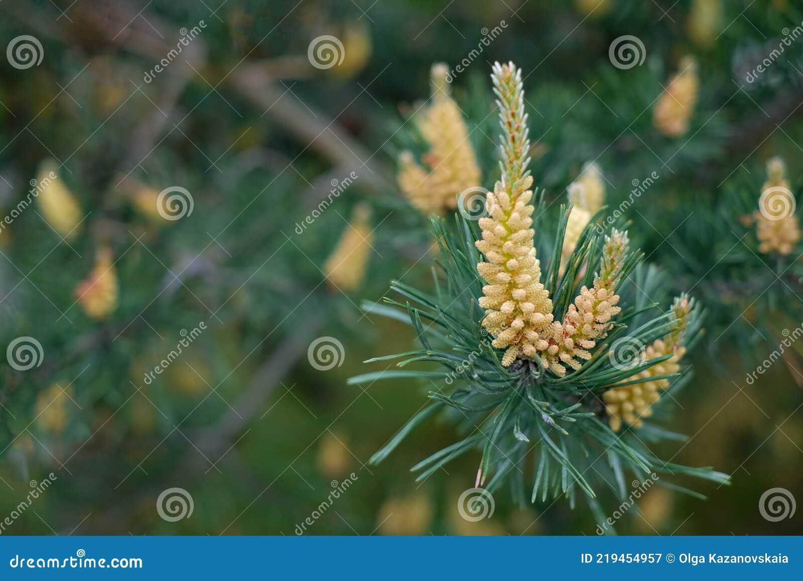 Young Shoots on the Branches of Pine Tree in Spring Season. Stock Image ...