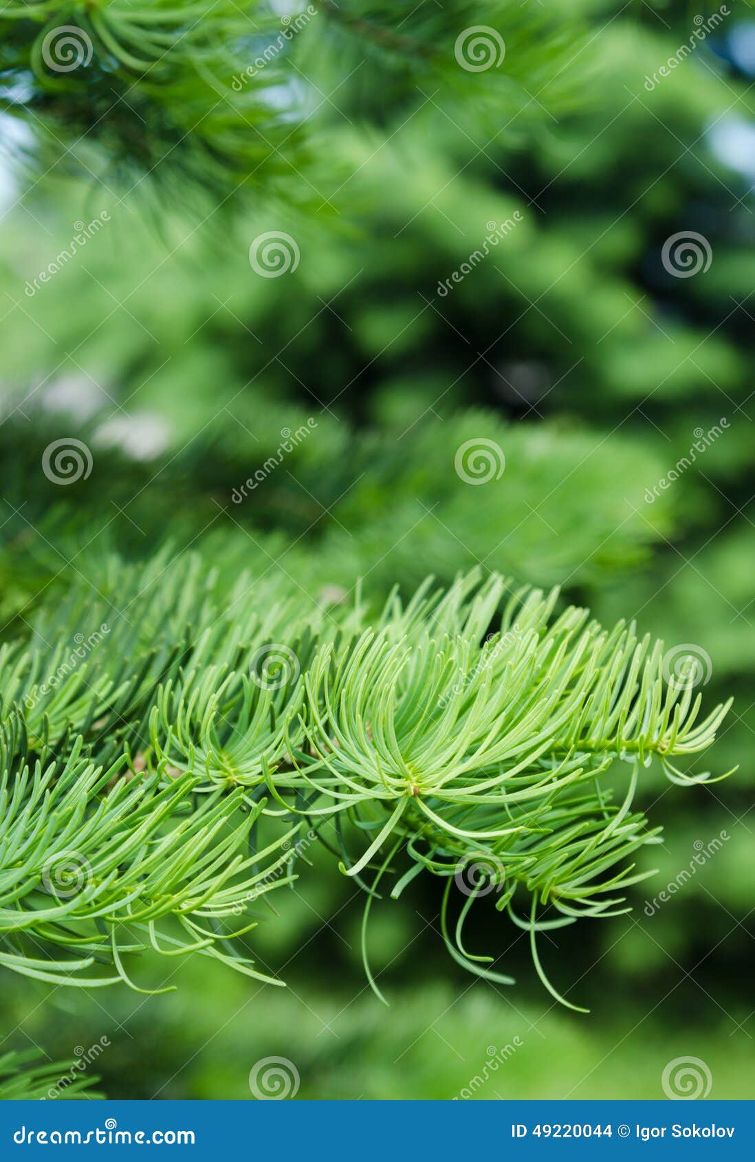 Young Shoots on the Branches of Spruce Stock Photo - Image of natural ...