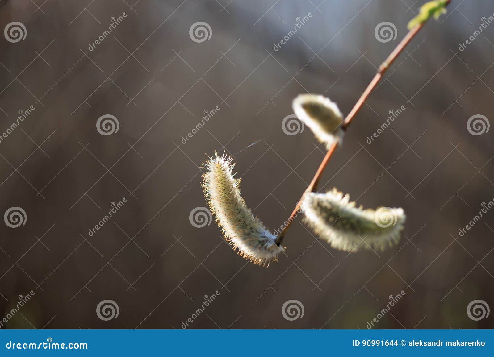 Young Shoots, Buds of Trees in Spring Stock Photo - Image of leaves ...