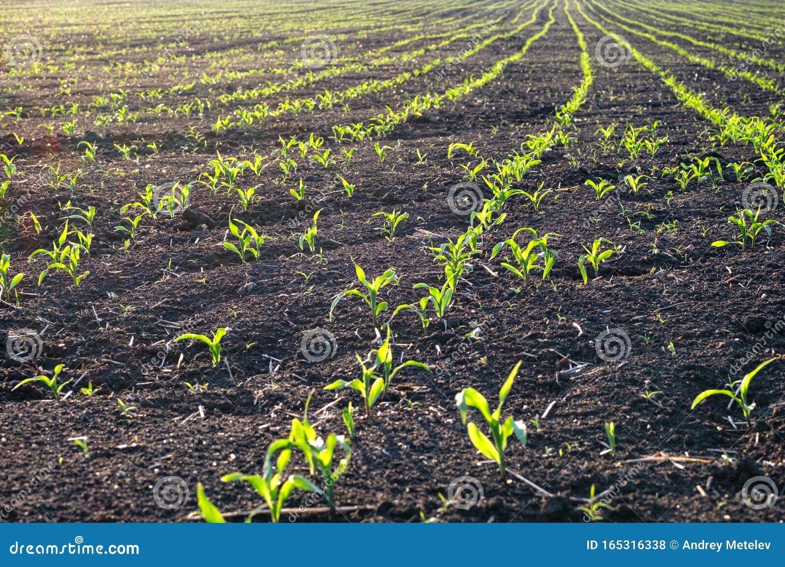 Young Shoots of Corn in the Field Have Recently Grown Stock Photo ...