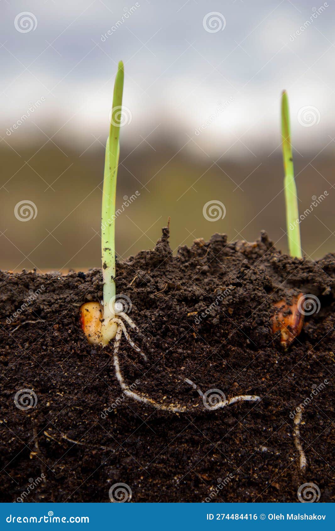 Young Shoots of Corn with Roots Stock Photo - Image of plant, seed ...