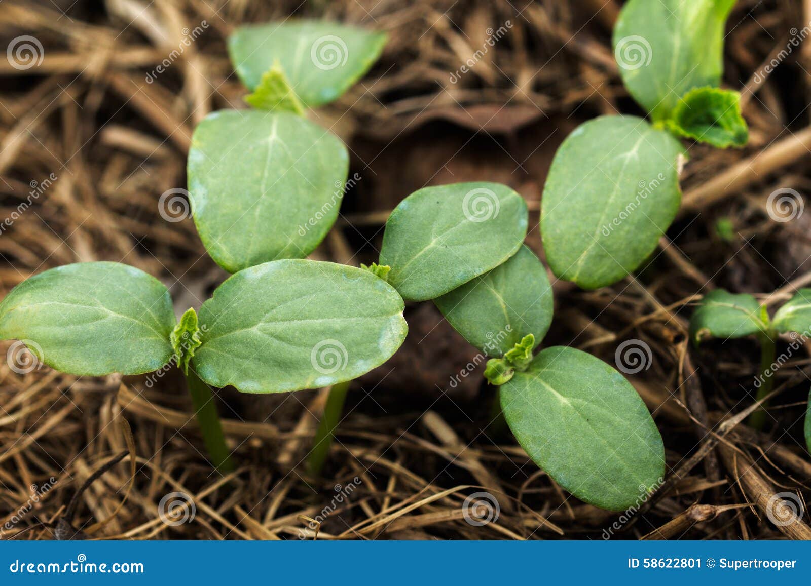 Young shoots of a cucumber stock image. Image of mulching - 58622801