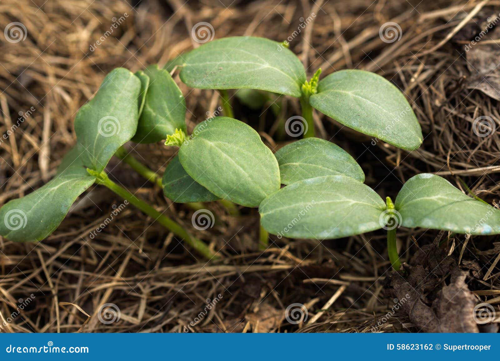 Young shoots of a cucumber stock photo. Image of horticulture - 58623162