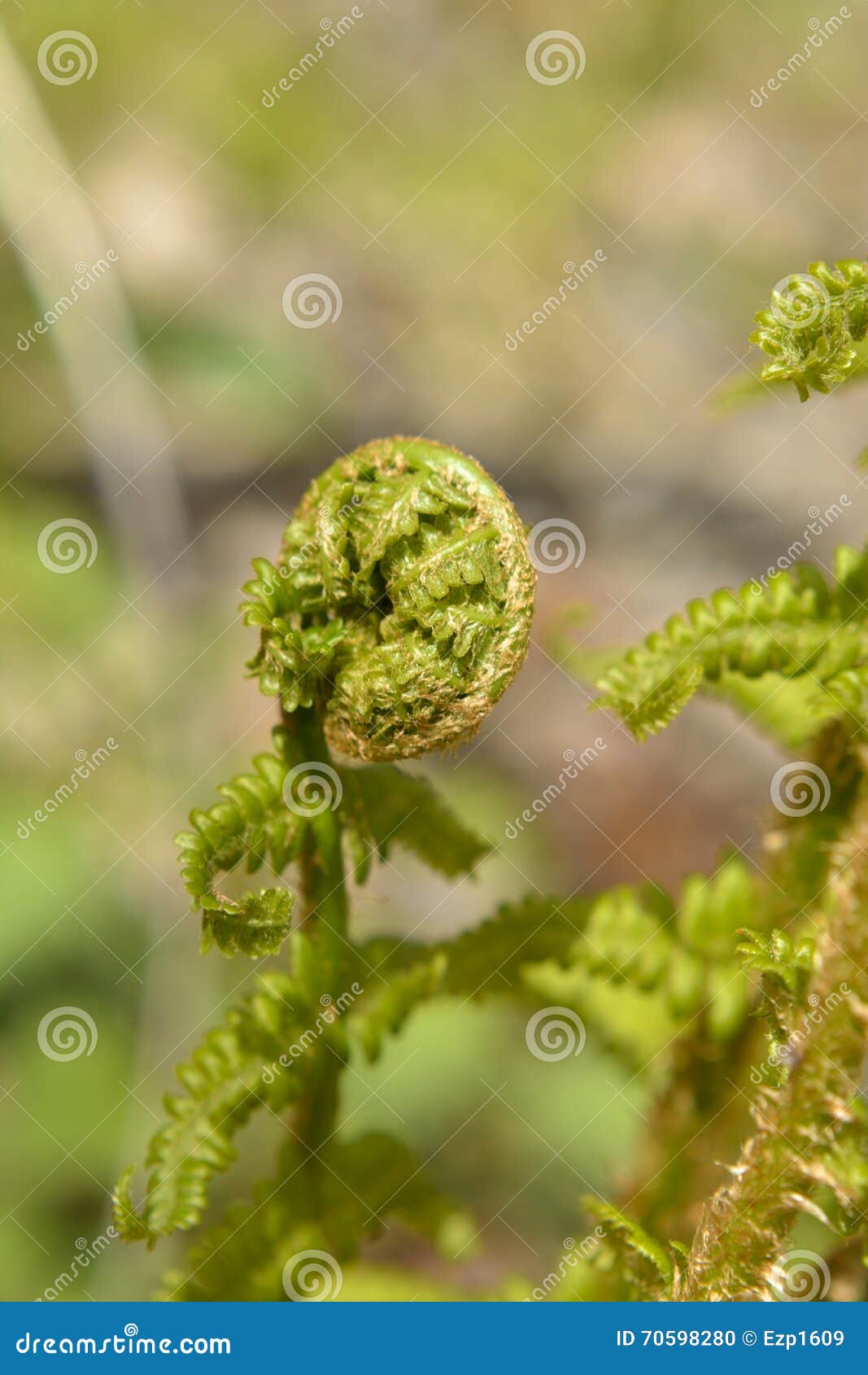 Young shoots of fern stock photo. Image of leaf, environment - 70598280