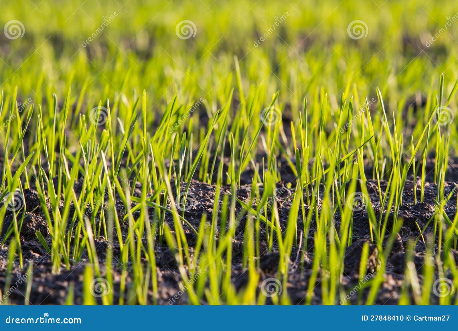 Young Shoots of Grain in the Field Stock Photo - Image of shoots, grain ...