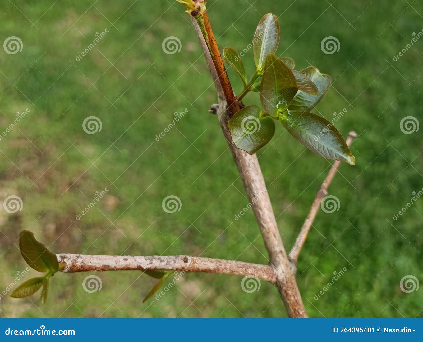 Young Shoots of the Guava Tree Stock Image - Image of twig, tree: 264395401