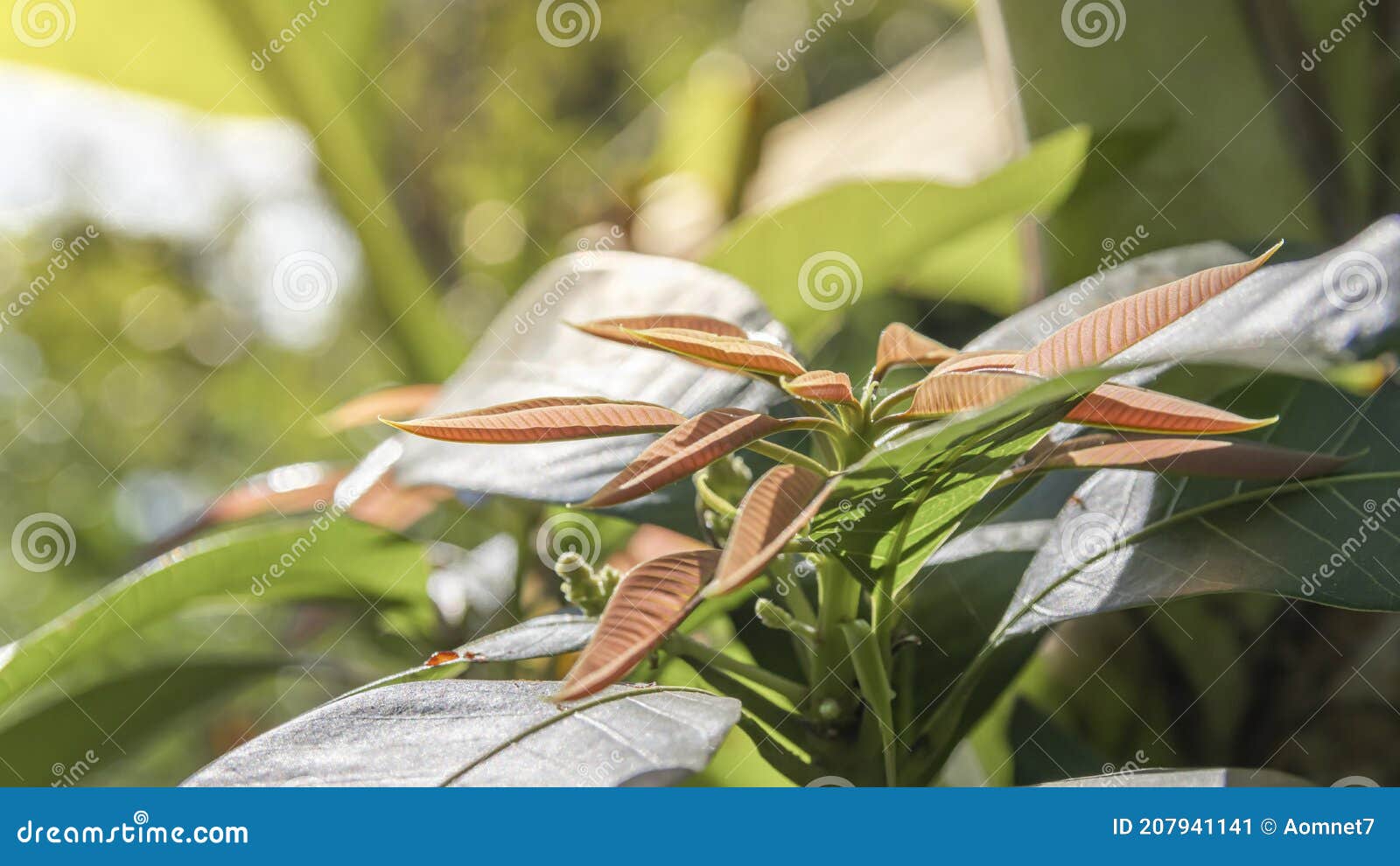 Mango Leaflet Tree Stock Photos - Free & Royalty-Free Stock Photos from ...