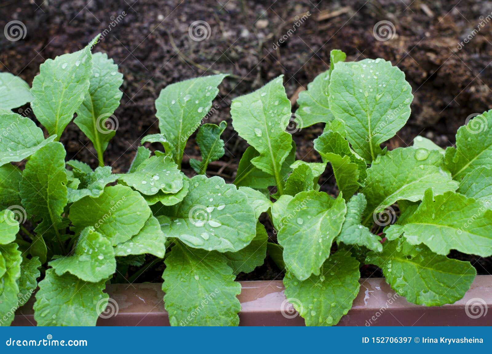 Young Shoots of Lettuce in Garden. Stock Image - Image of fresh ...