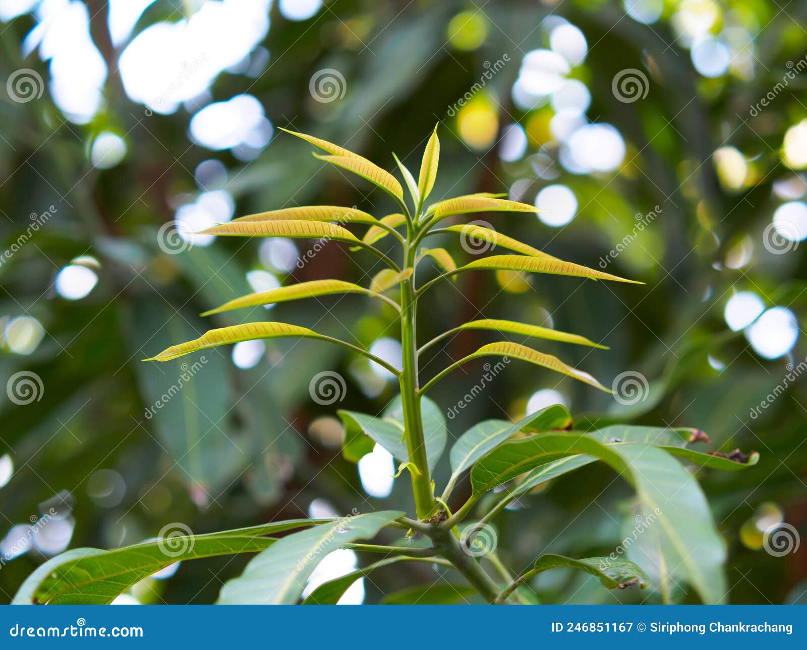 The Young Shoots of the Mango Tree Stock Image - Image of back ...