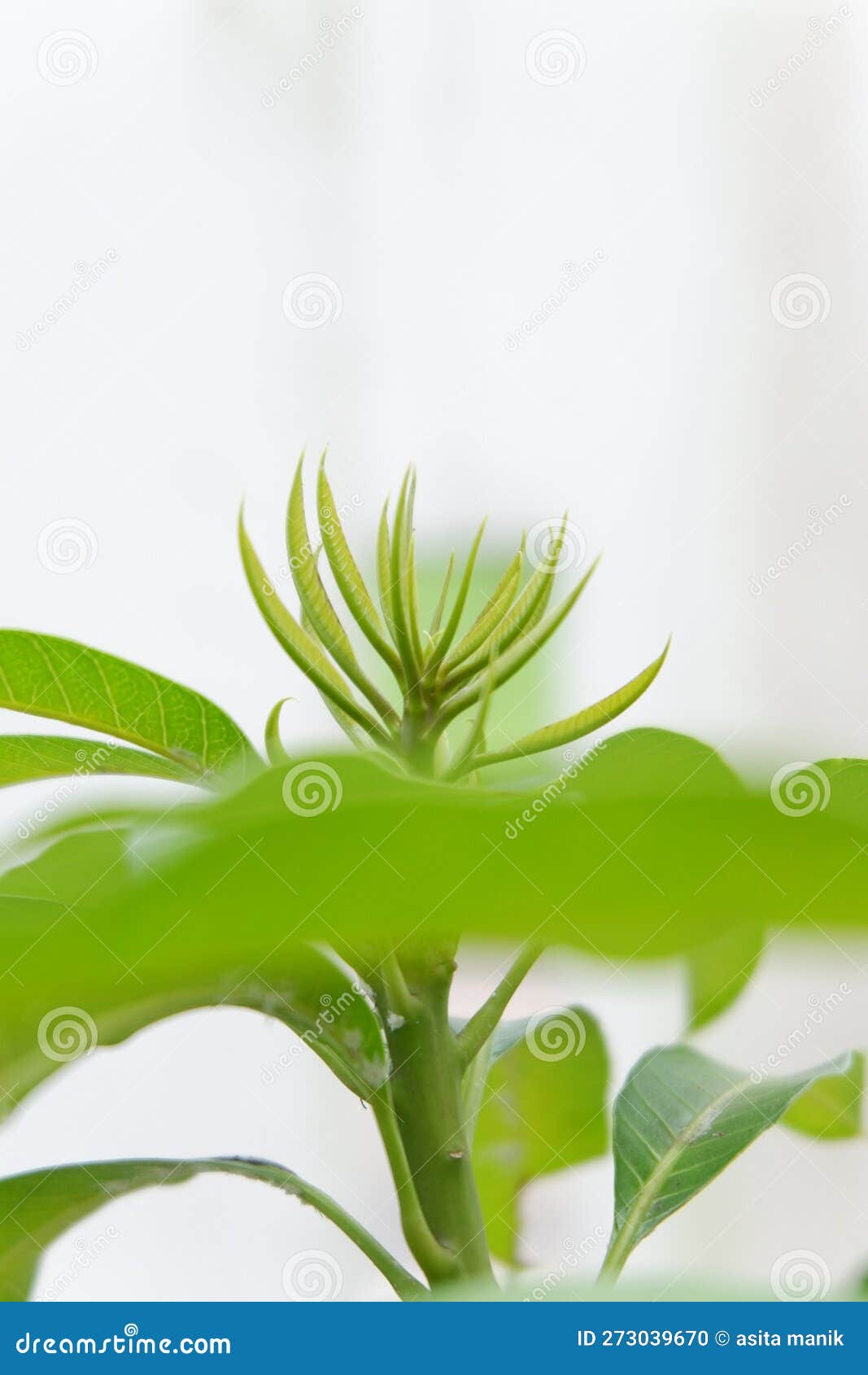 The Young Shoots of the Mango Tree Stock Photo - Image of leaf, back ...