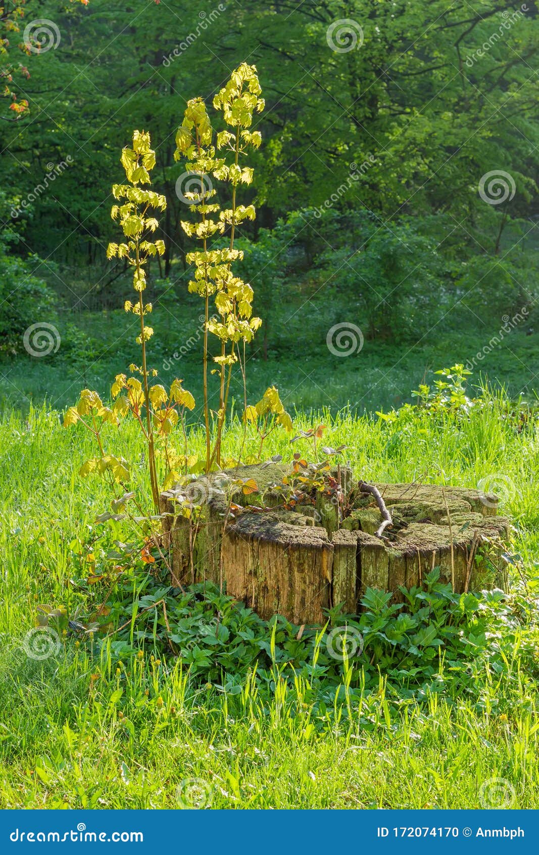 Young Shoots of Maple Sprouting from an Old Stump Stock Photo - Image ...