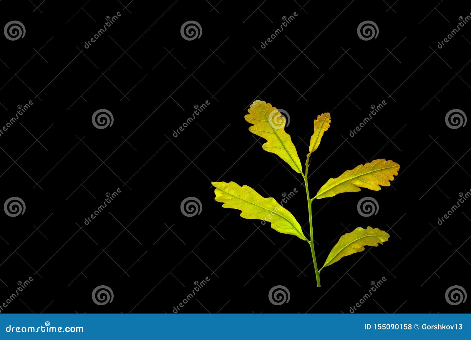 Young shoots of oak tree stock photo. Image of isolated - 155090158