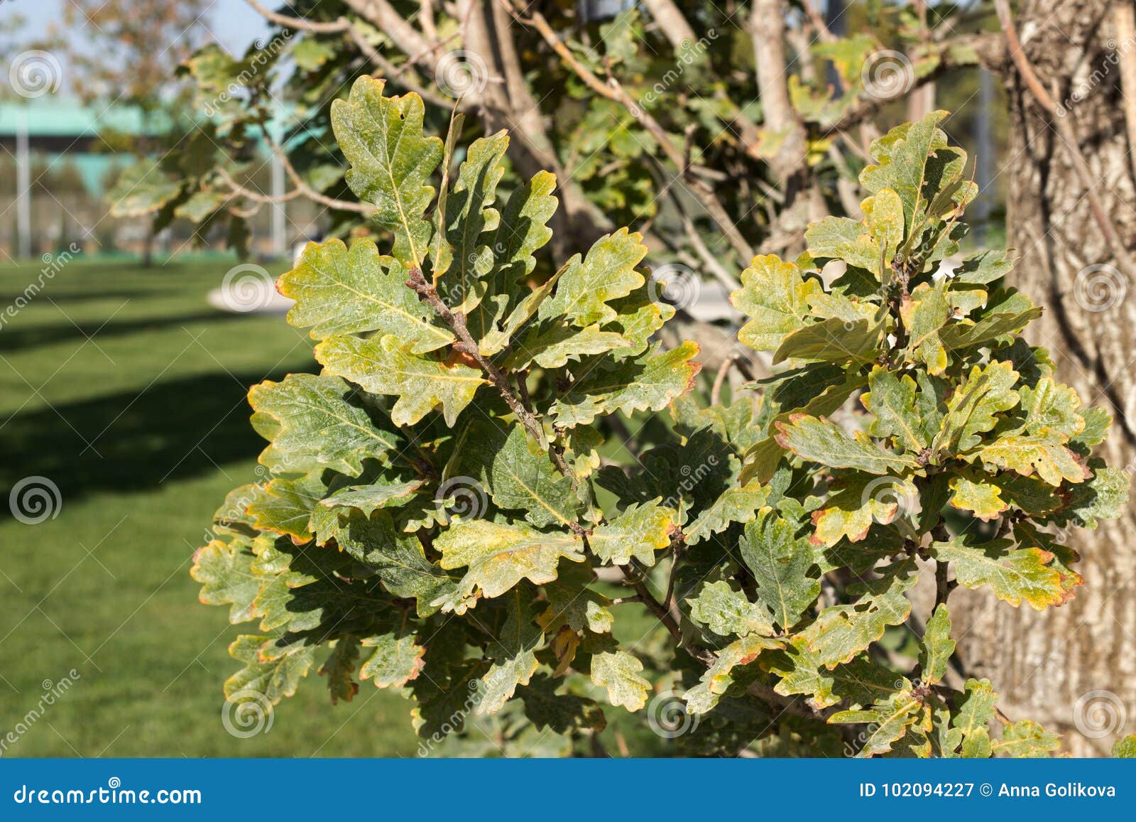 Shoots of oak stock image. Image of foliage, sunshine - 102094227