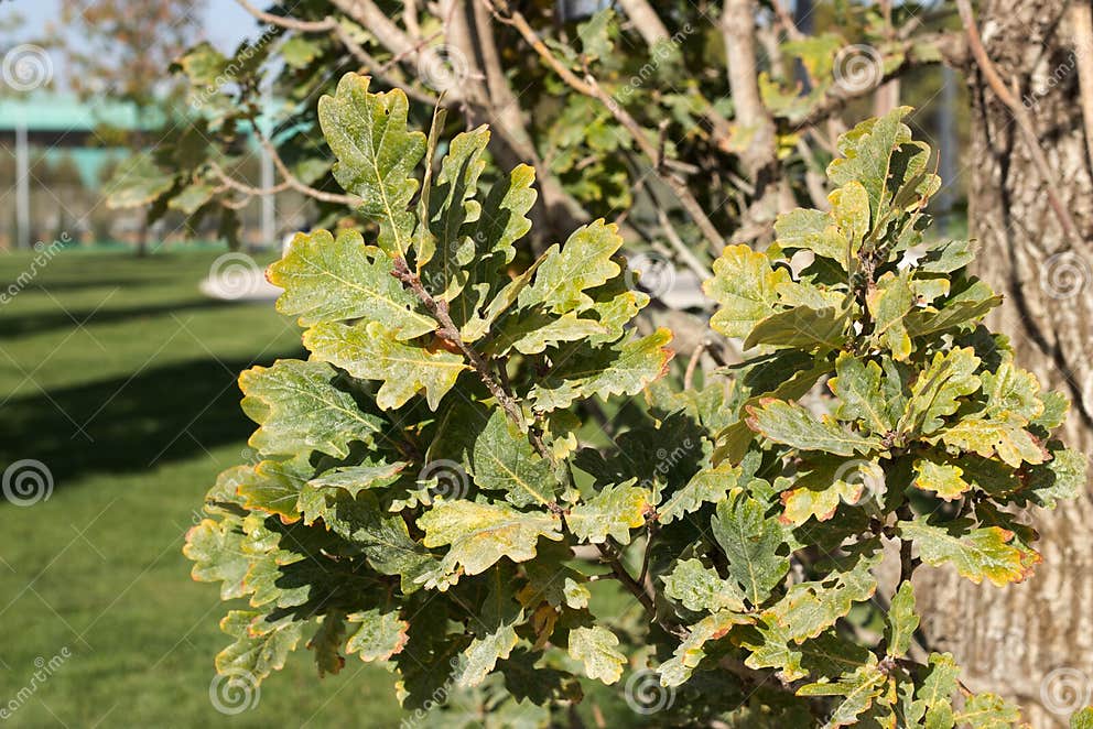 Shoots of oak stock image. Image of foliage, sunshine - 102094227