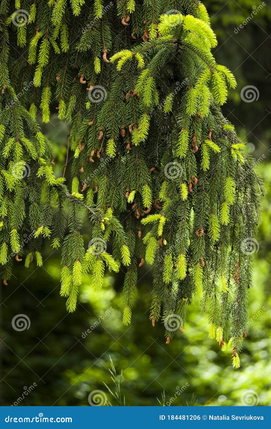 Young Shoots on Spruce Branches. Stock Photo - Image of background ...